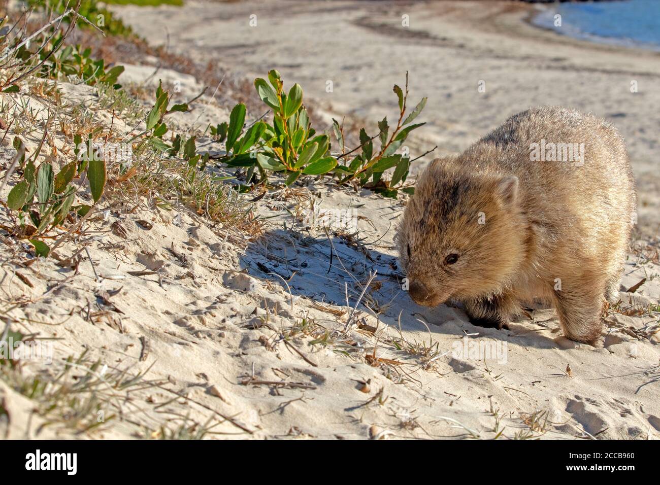 Wombat on a beach on Maria Island Stock Photo - Alamy