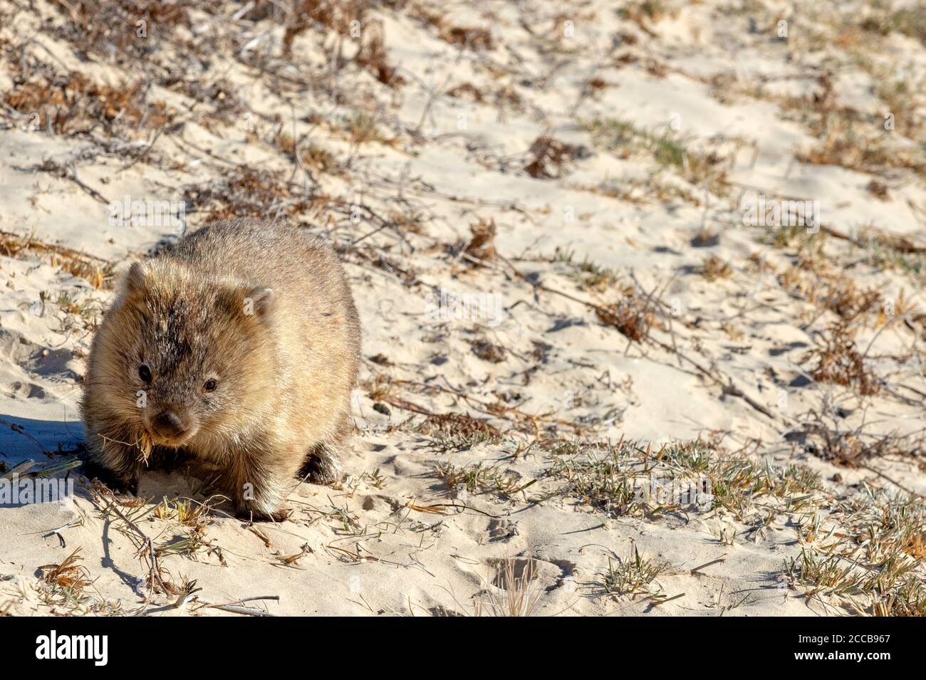 Wombat on a beach on Maria Island Stock Photo - Alamy
