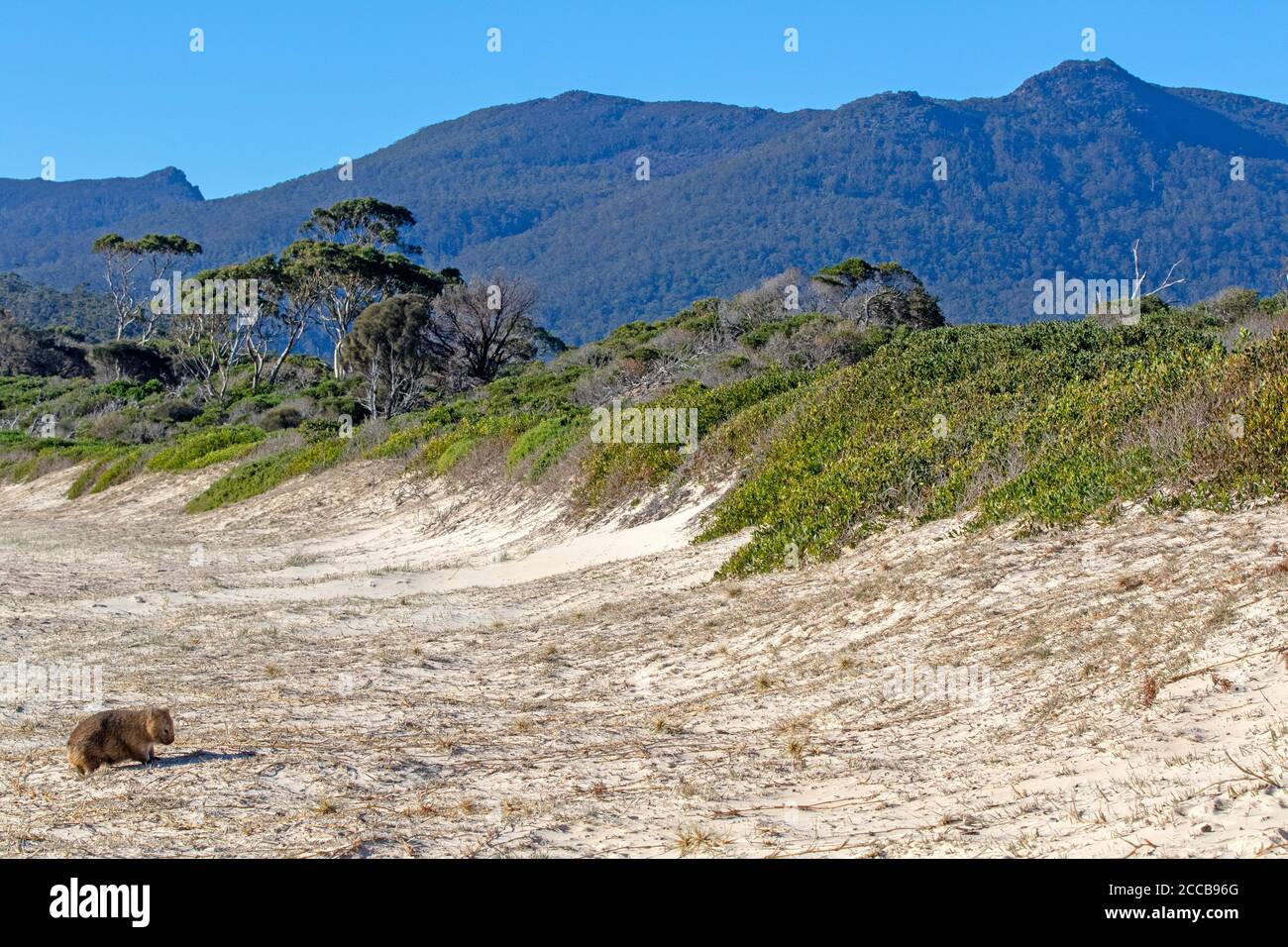 Wombat on Bloodstone Beach with Mt Maria ahead Stock Photo - Alamy