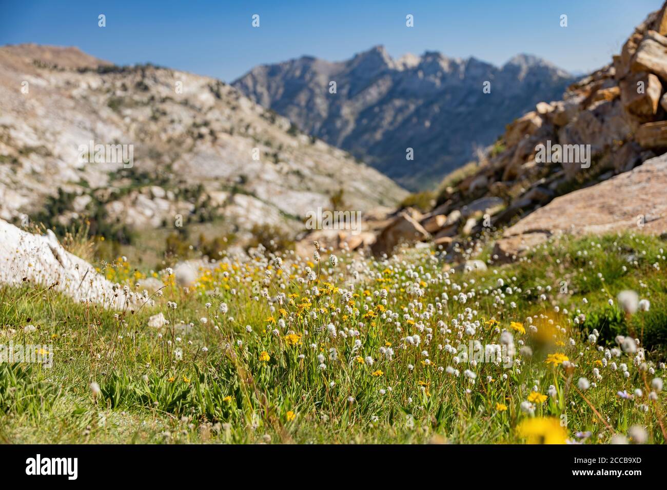 Close up shot of the wild flower blossom around the Ruby Crest Trail of ...