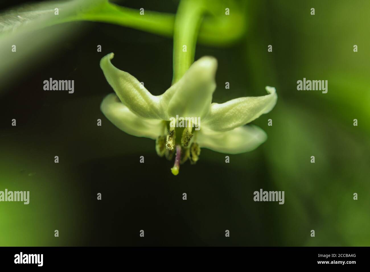 White pepper flower Stock Photo - Alamy