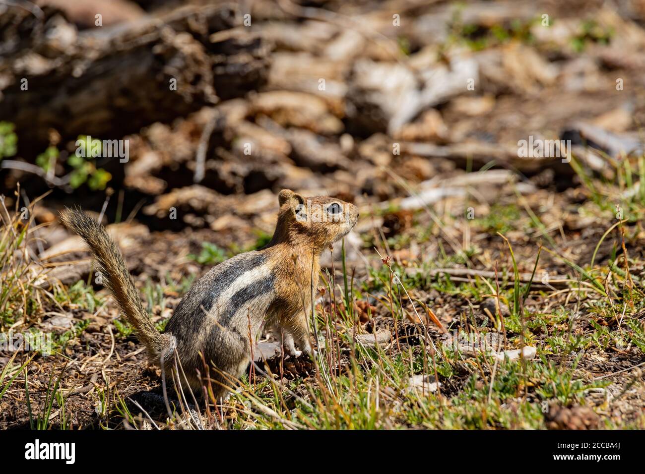 Close up shot of a cute chipmunks at Great Basin National Park, Nevada ...