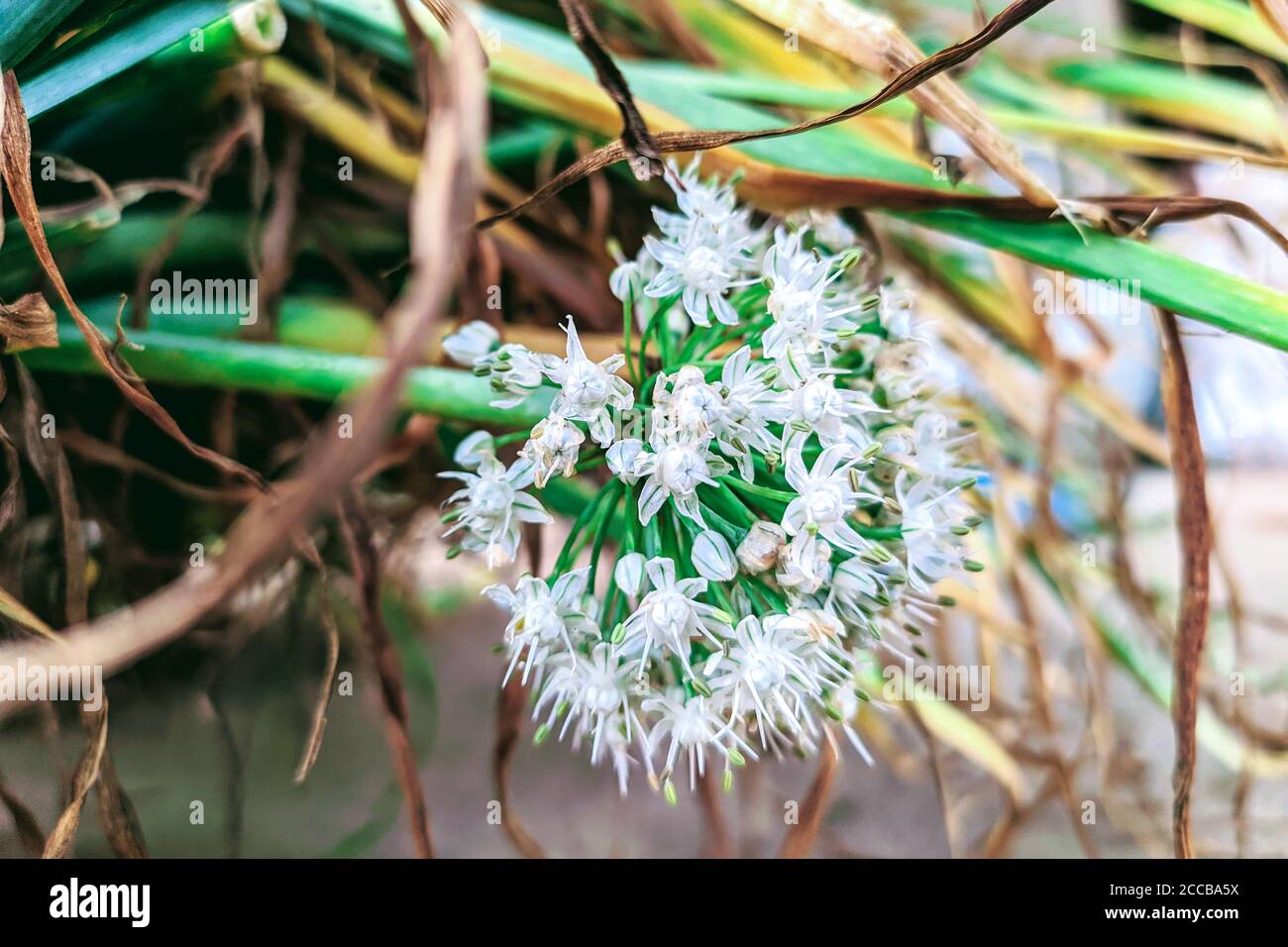 Beautiful Onion Flowers Stock Photo - Alamy