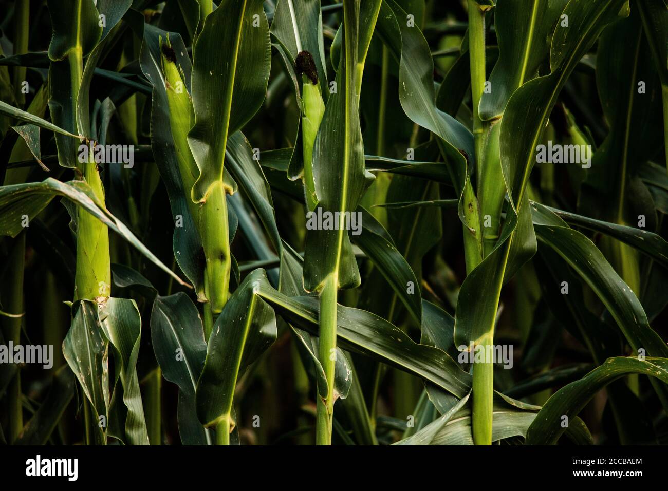 Healthy Iowa Corn on Farm Stock Photo - Alamy