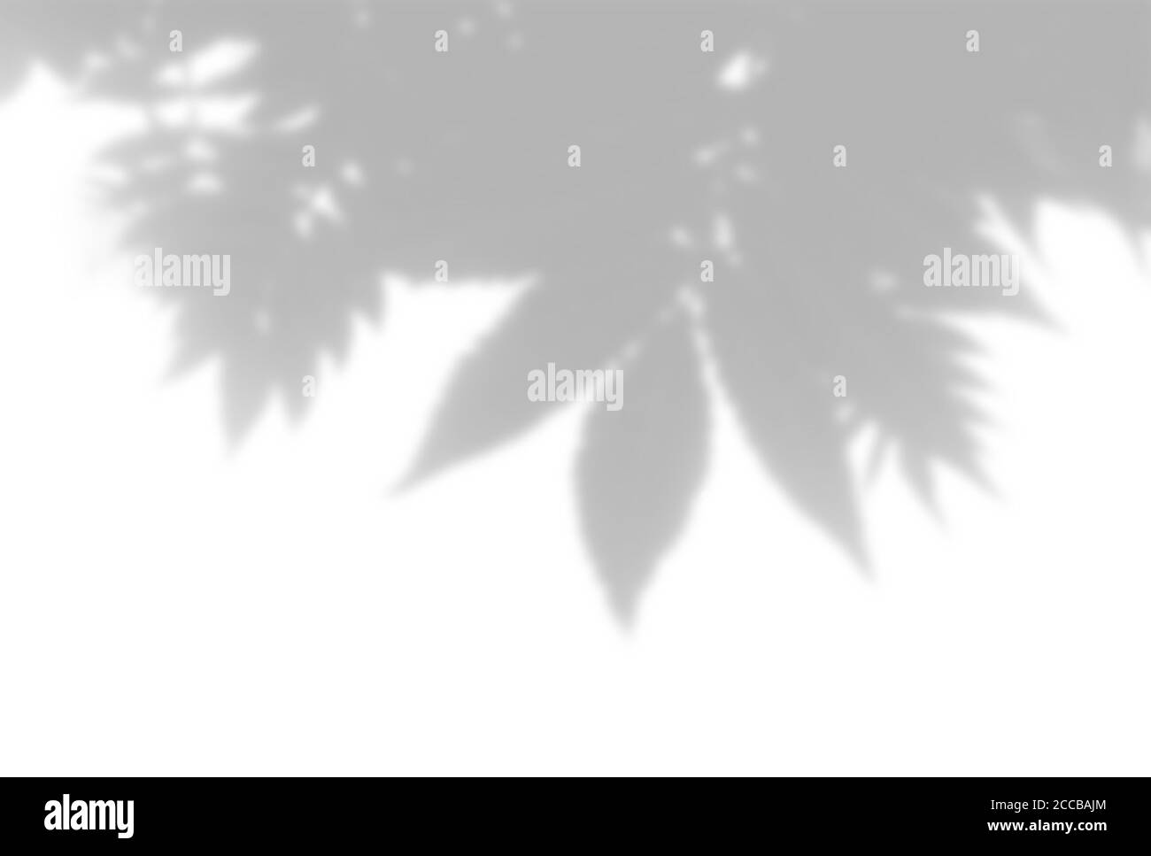 Summer background of plant shadows. Shadow from the leaves of a Rowan ...