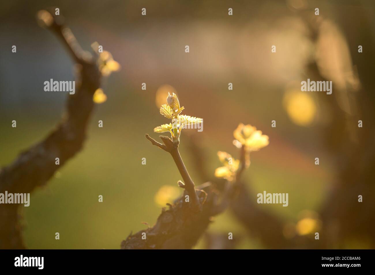 Young grapevine in spring hi-res stock photography and images - Alamy