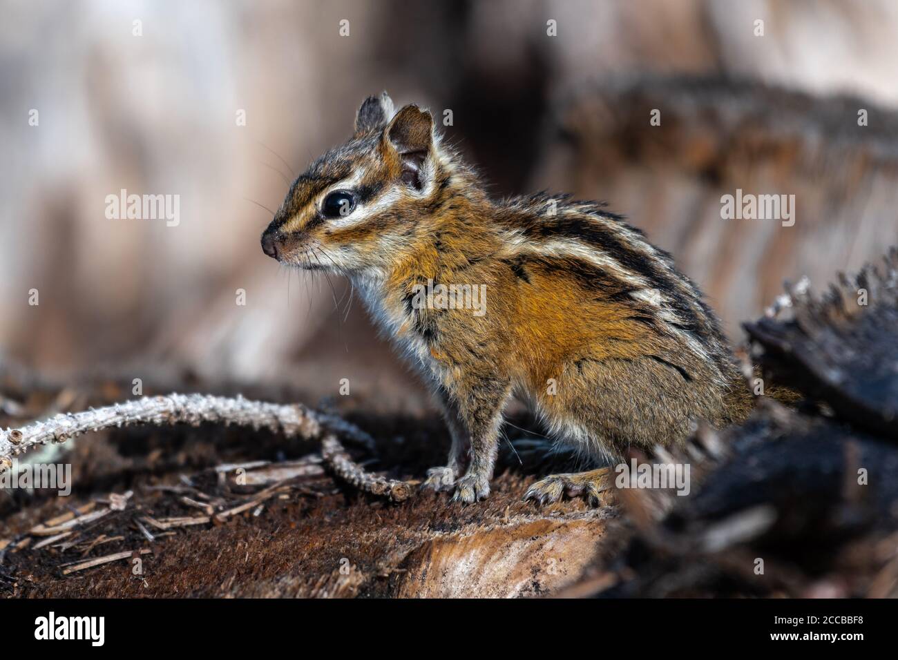 Red-tailed Chipmunk (Tamias ruficaudus), Idaho Mountains Stock Photo ...