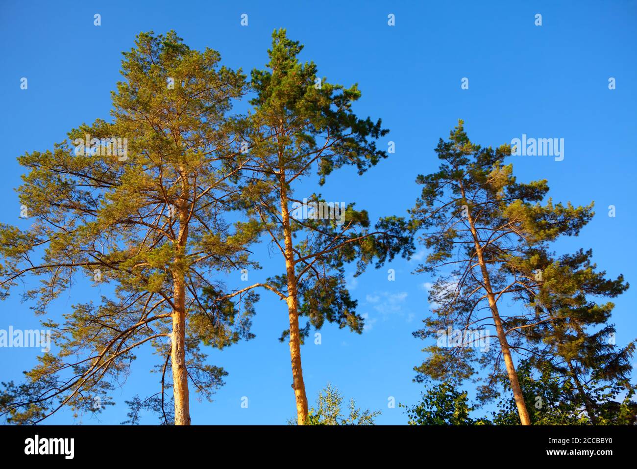 Tall pines against blue sky . Evergreen trees Stock Photo - Alamy