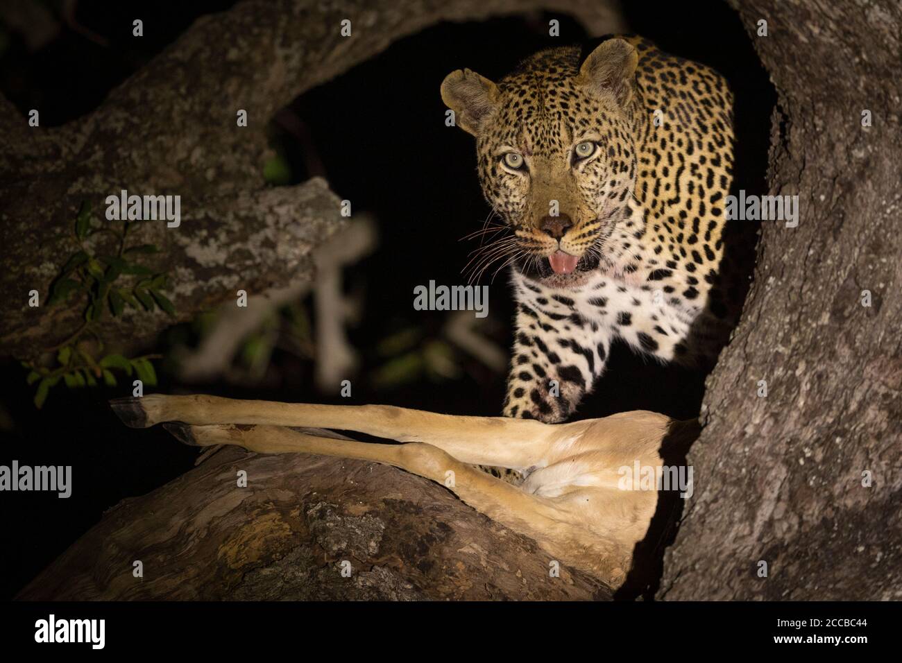 Leopard in tree at night with its impala kill looking alert in Kruger ...
