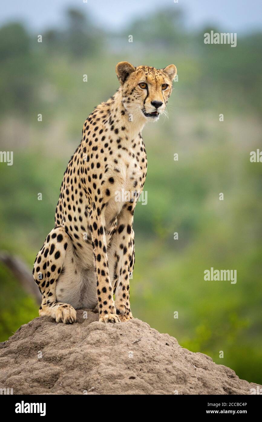 Vertical close up on an adult female cheetah sitting on a termite mound ...