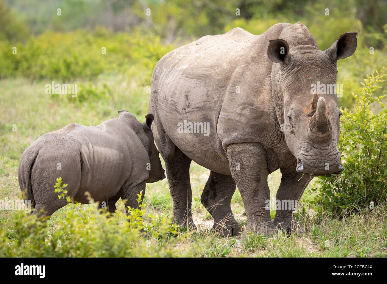 Female white rhino head on standing with her calf looking alert in ...