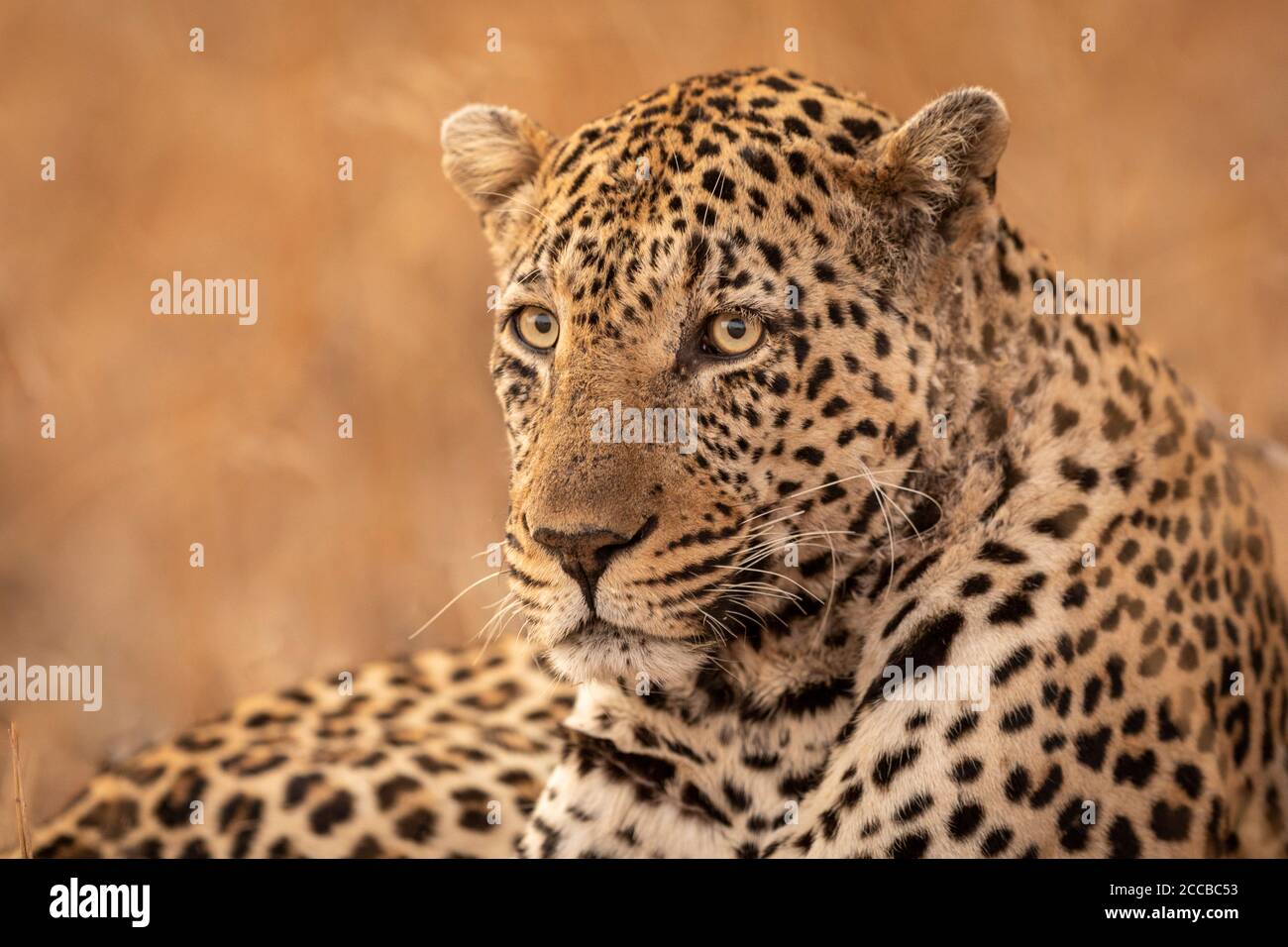 Horizontal close up portrait of male leopard looking alert in Kruger ...