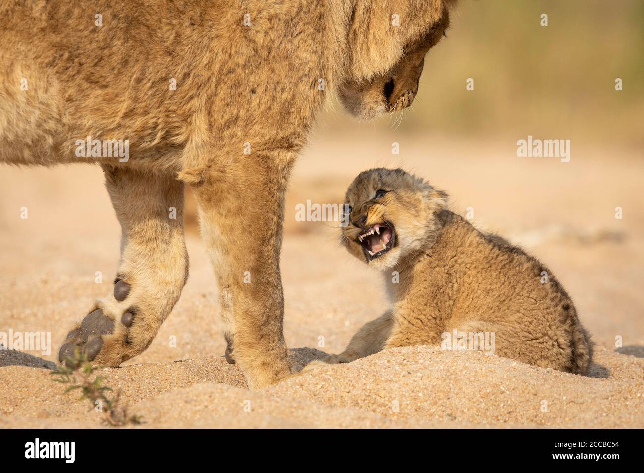 Lion cub snarl showing teeth sitting in sandy riverbed in Kruger Park ...