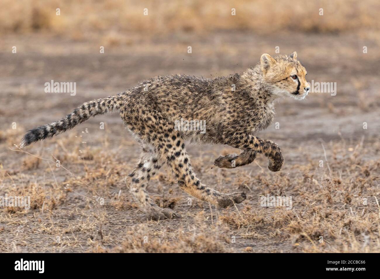 Baby Cheetah Running Fast