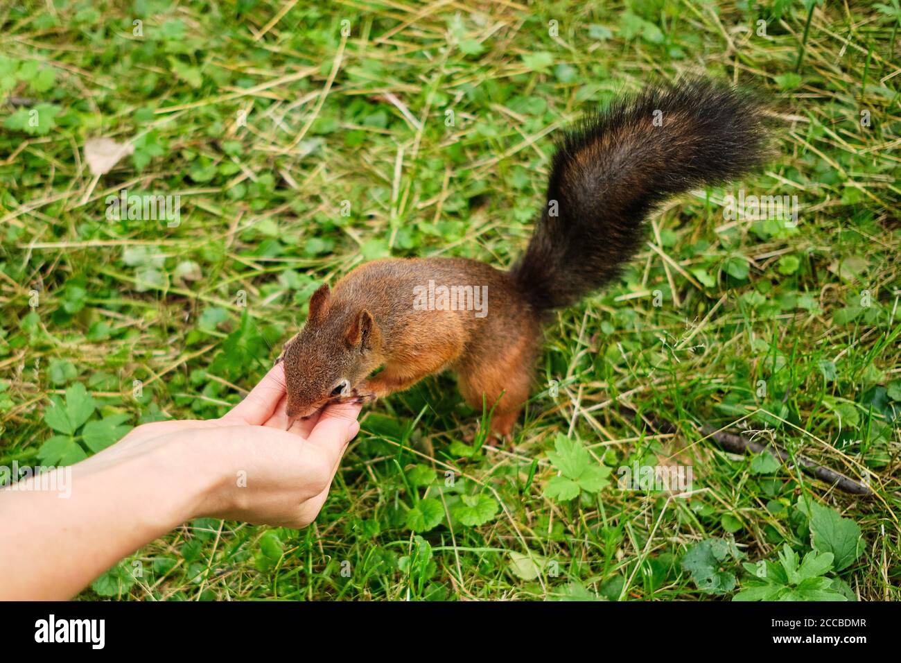 Sly person hi-res stock photography and images - Alamy