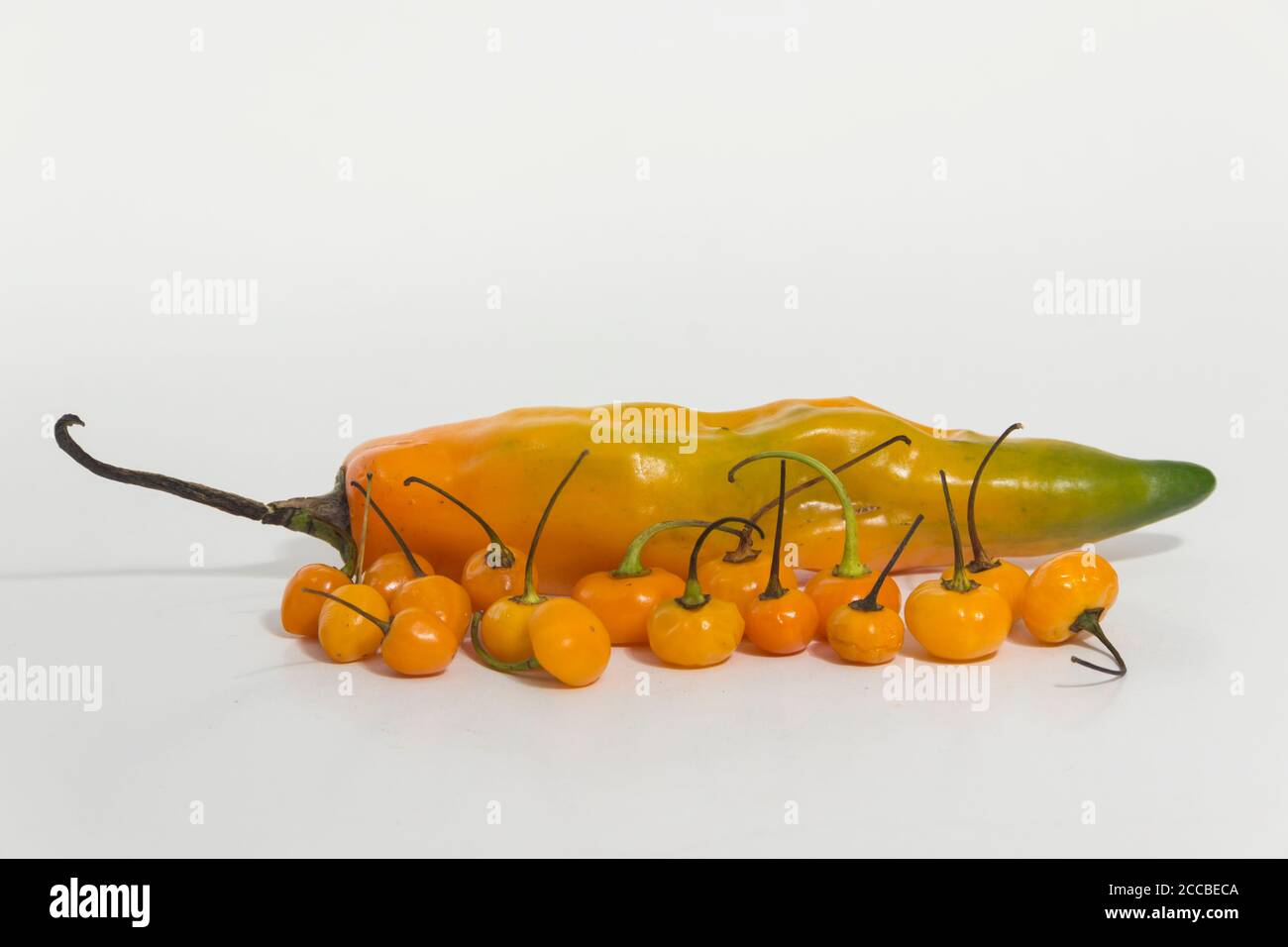 Still life of ingredients of Peruvian cuisine. Comparative sizes ...