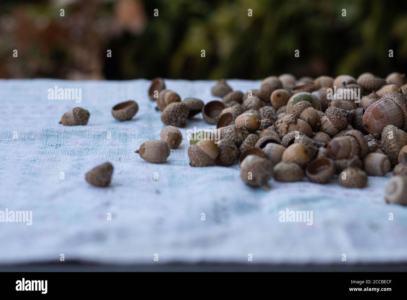 Still life with acorns hi-res stock photography and images - Alamy