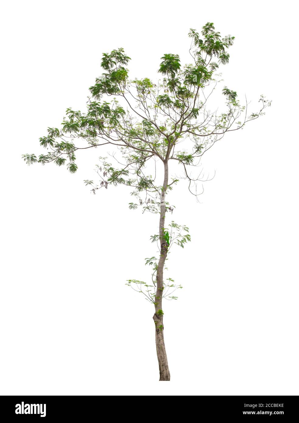 Beautiful green tree isolated on white background Stock Photo - Alamy