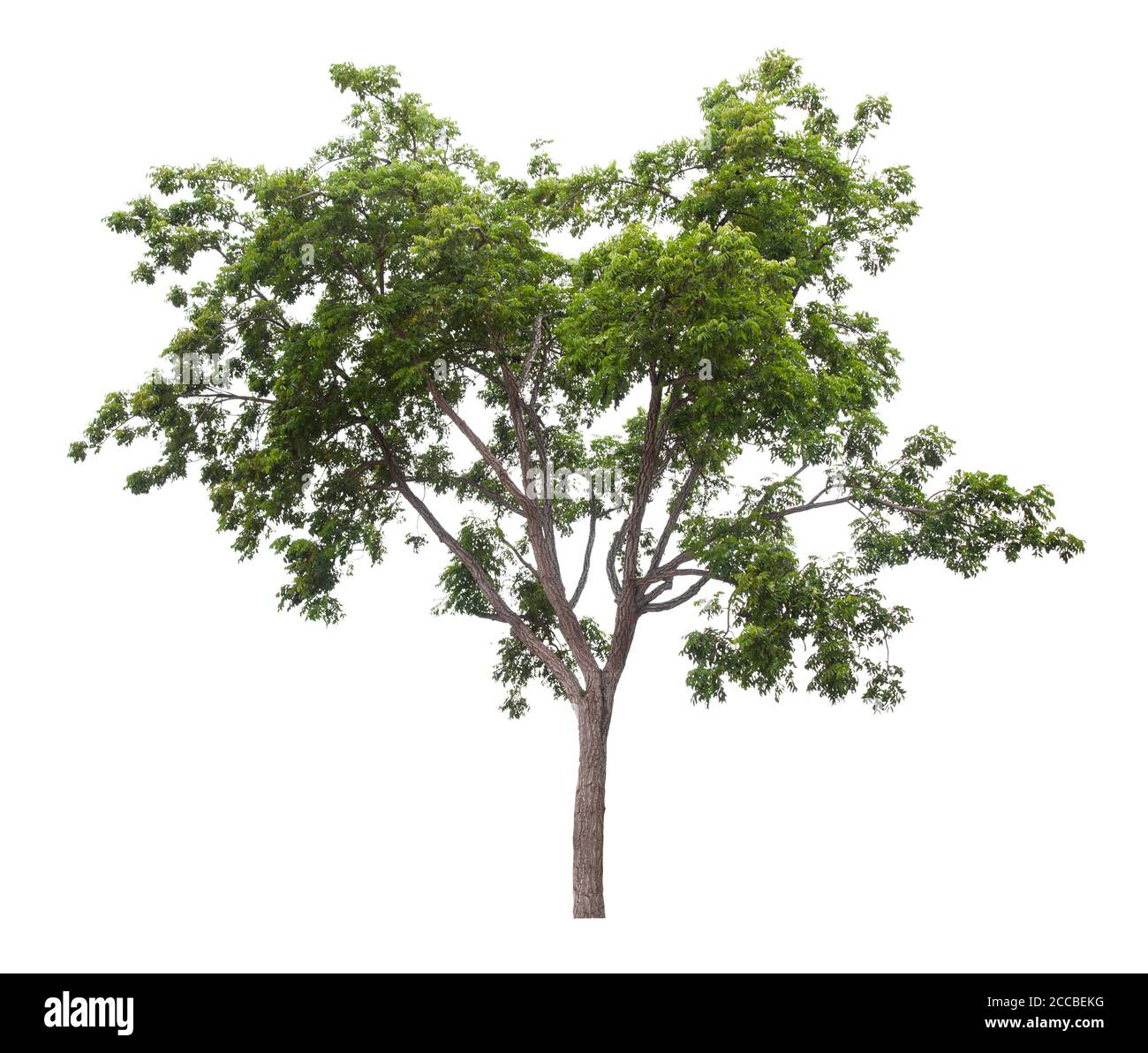 Beautiful green tree isolated on white background Stock Photo - Alamy