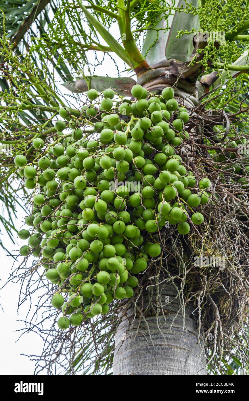 Areca catechu (Areca nut palm, Betel Nuts) All bunch into large ...