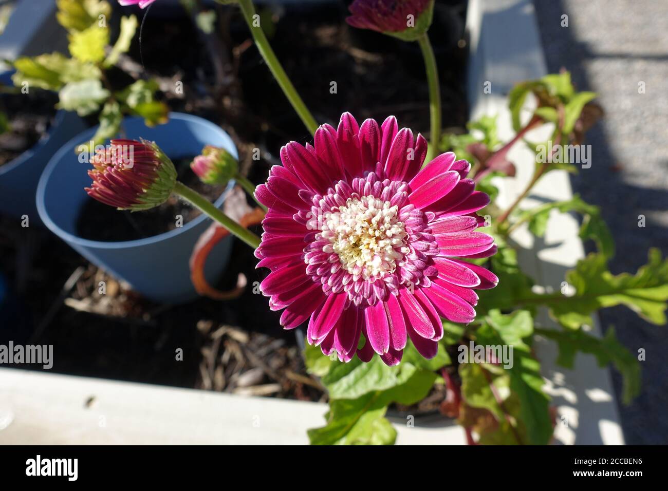 Bright pink gerbera flower Stock Photo - Alamy