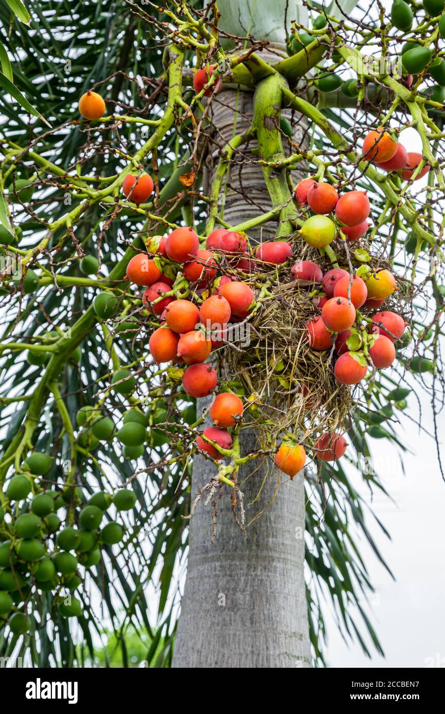 Areca catechu (Areca nut palm, Betel Nuts) All bunch into large ...