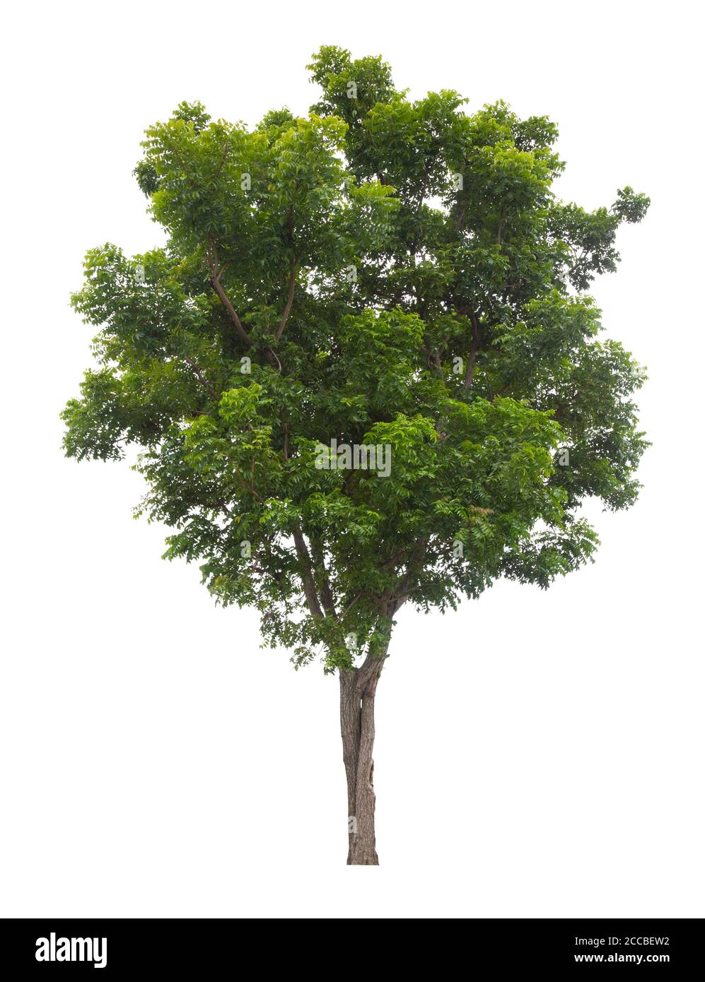 Beautiful green tree isolated on white background Stock Photo - Alamy