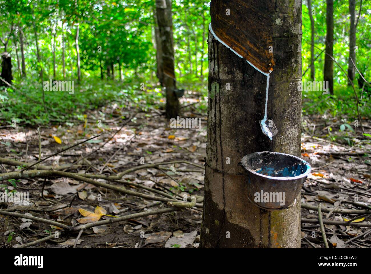 Latex dripping into a plastic bowl from a rubber tree Stock Photo - Alamy