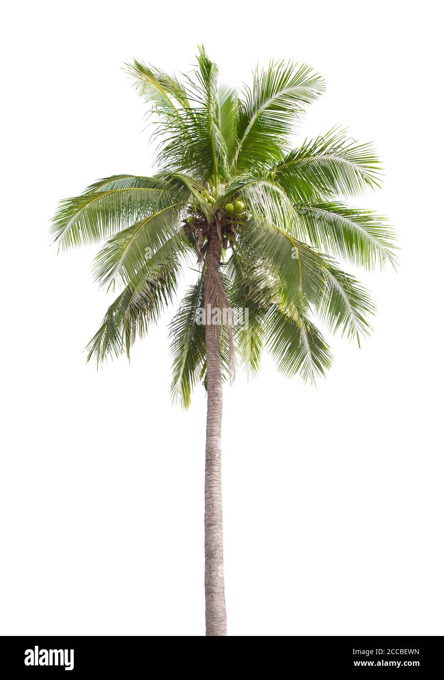 Coconut tree isolated on white background Stock Photo - Alamy