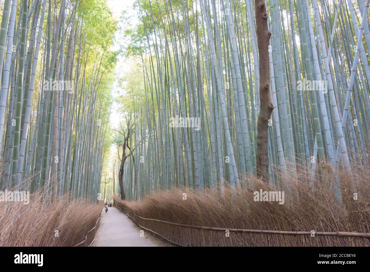 Kyoto, Japan - Bamboo Forest Path (Chikurin-no-Komichi). a famous ...