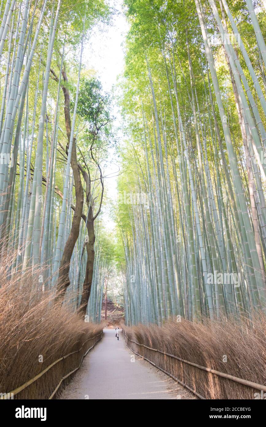 Bamboo forest path hi-res stock photography and images - Alamy