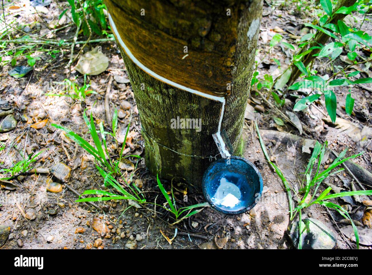 Milk of rubber tree into a plastic bowl. latex extracted from rubber ...