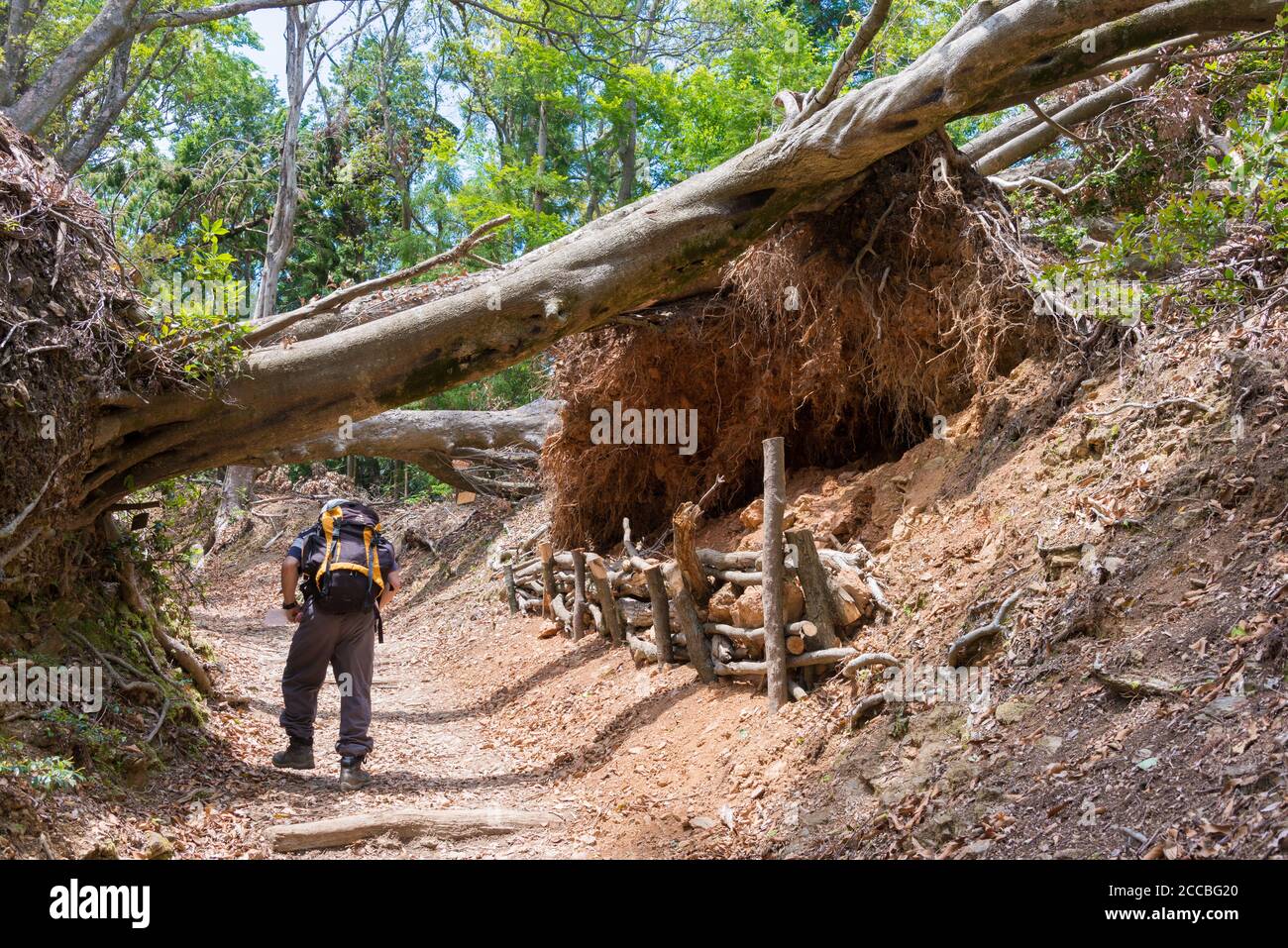 Kyoto, Japan - Approach to Atago Shrine on Mt. Atago in Kyoto, Japan ...