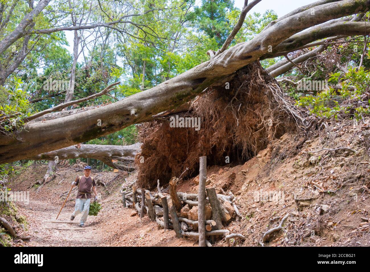 Kyoto, Japan - Approach to Atago Shrine on Mt. Atago in Kyoto, Japan ...