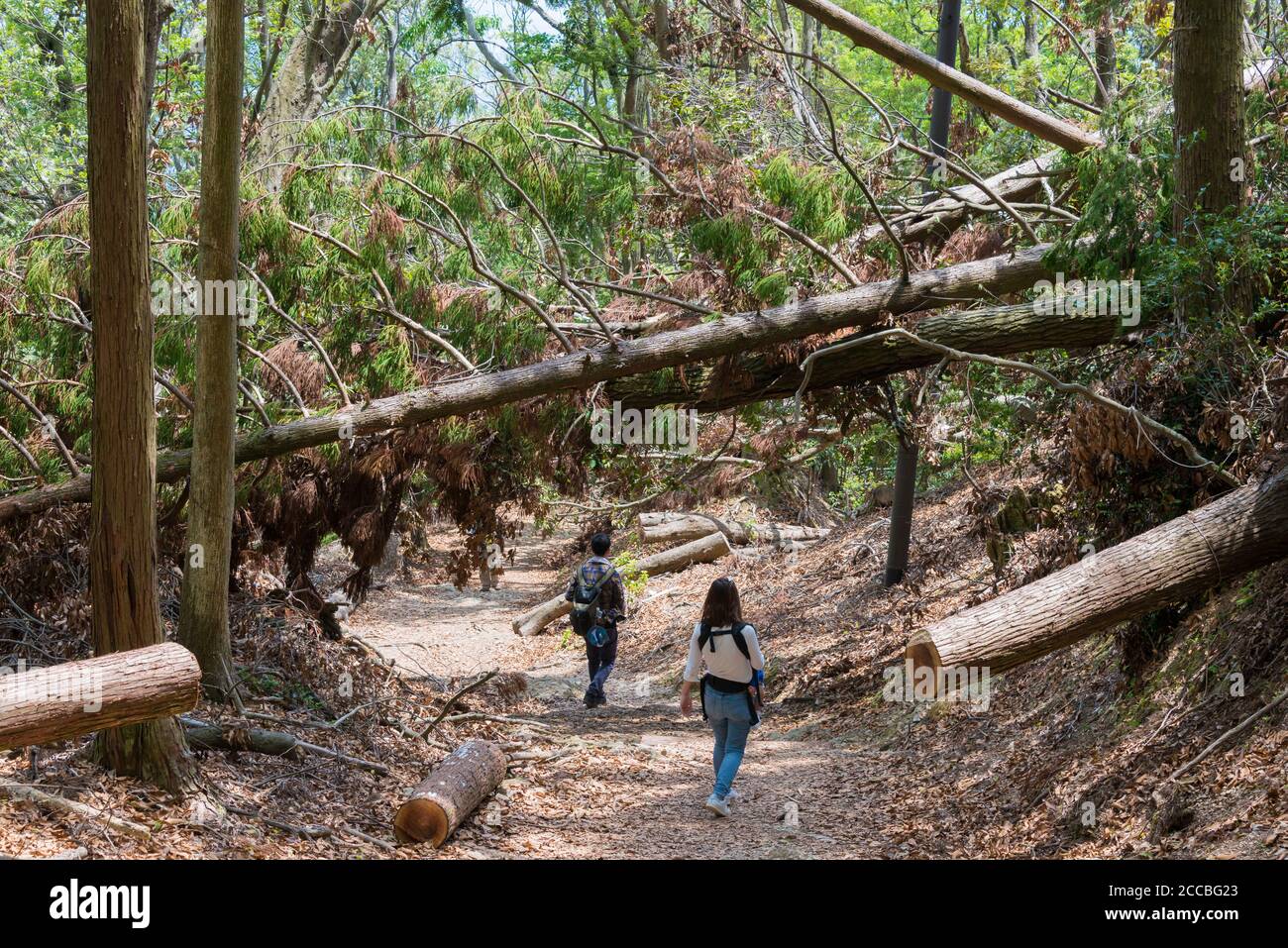 Kyoto, Japan - Approach to Atago Shrine on Mt. Atago in Kyoto, Japan ...