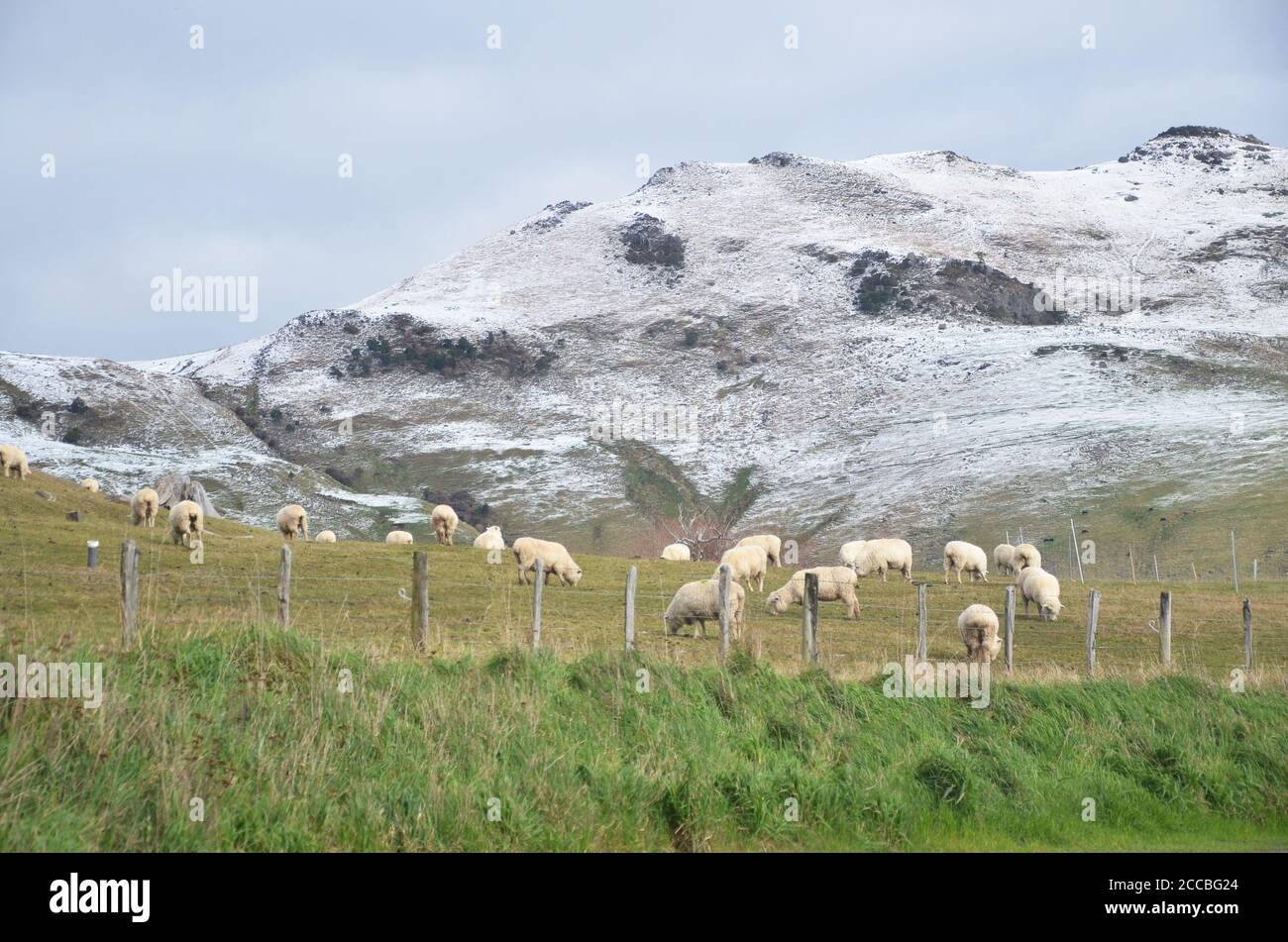 Livestock sheep town hi-res stock photography and images - Alamy
