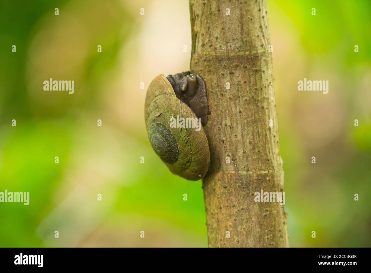 The Puerto Rican Tree Snail, Caracolus caracolla, is a large, arboreal ...