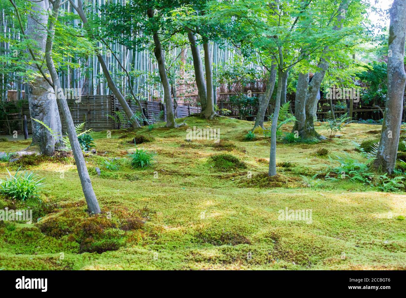 Kyoto, Japan - Gio-ji Temple in Kyoto, Japan Stock Photo - Alamy