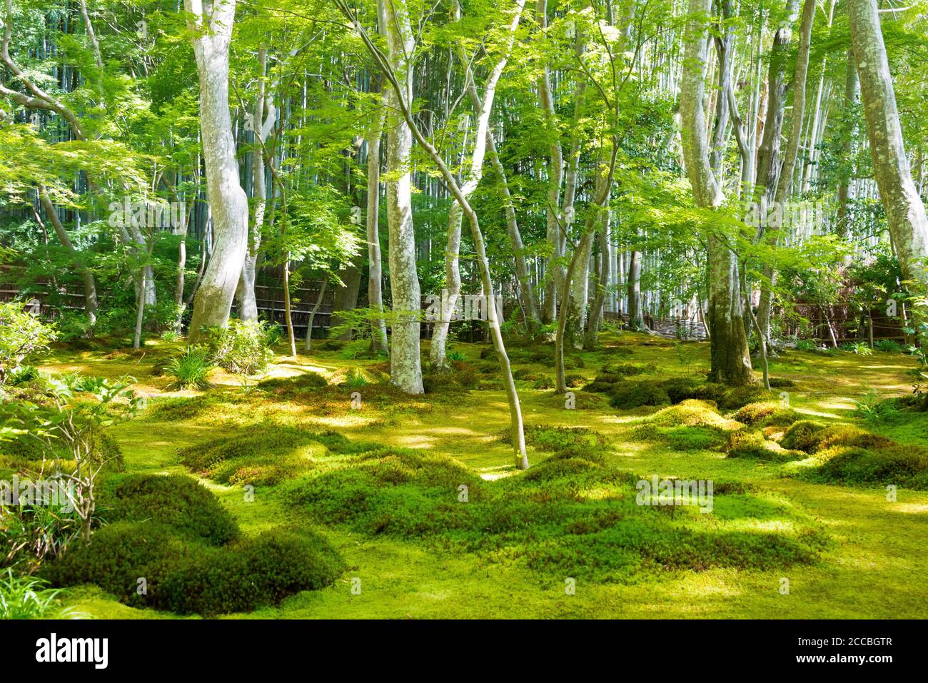 Kyoto, Japan - Gio-ji Temple in Kyoto, Japan Stock Photo - Alamy