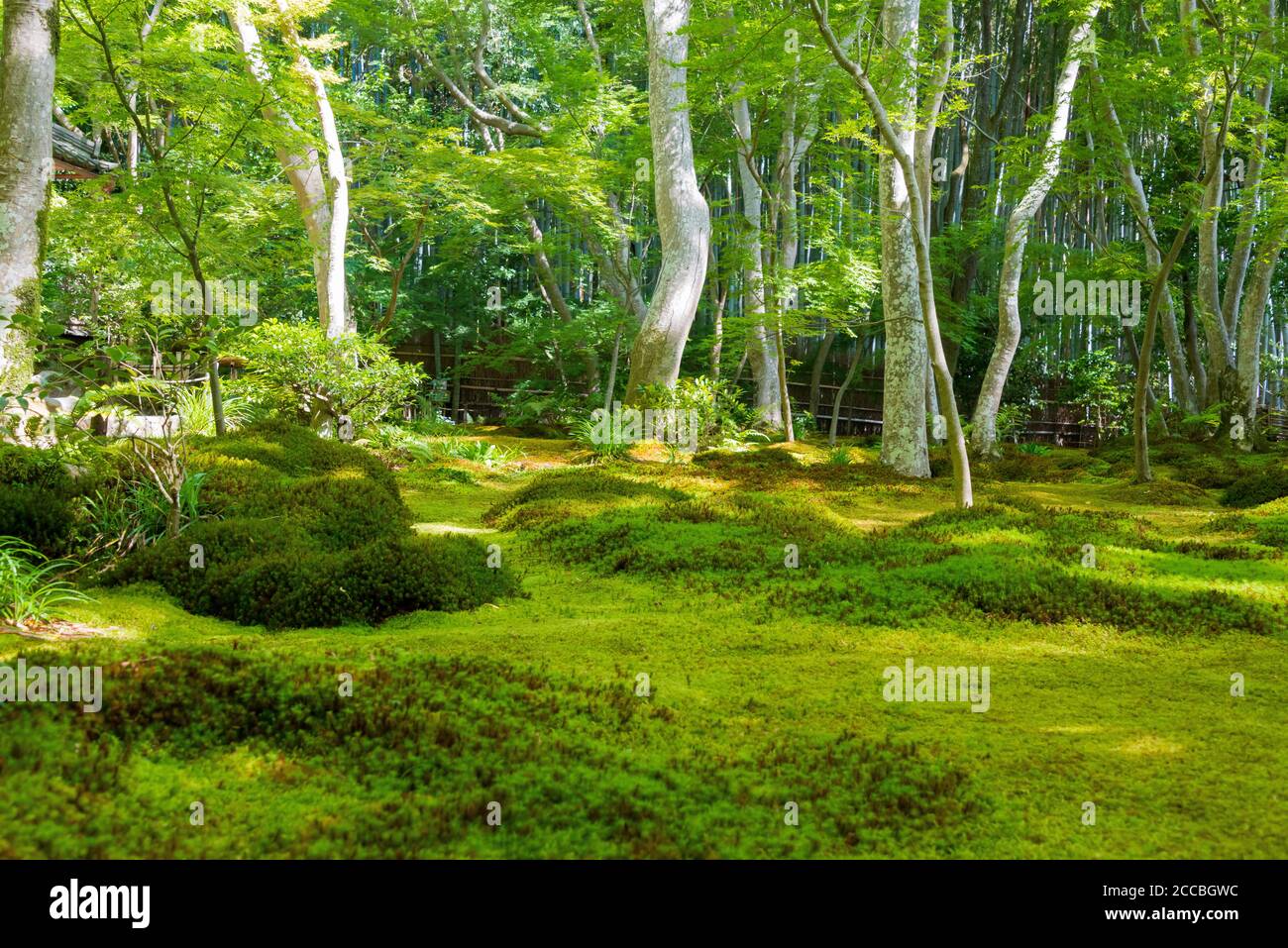 Kyoto, Japan - Gio-ji Temple in Kyoto, Japan Stock Photo - Alamy
