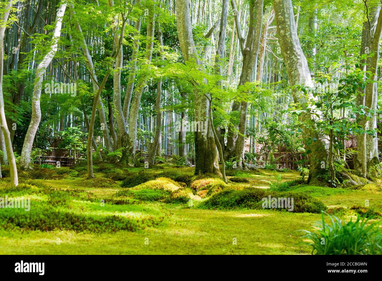 Kyoto, Japan - Gio-ji Temple in Kyoto, Japan Stock Photo - Alamy
