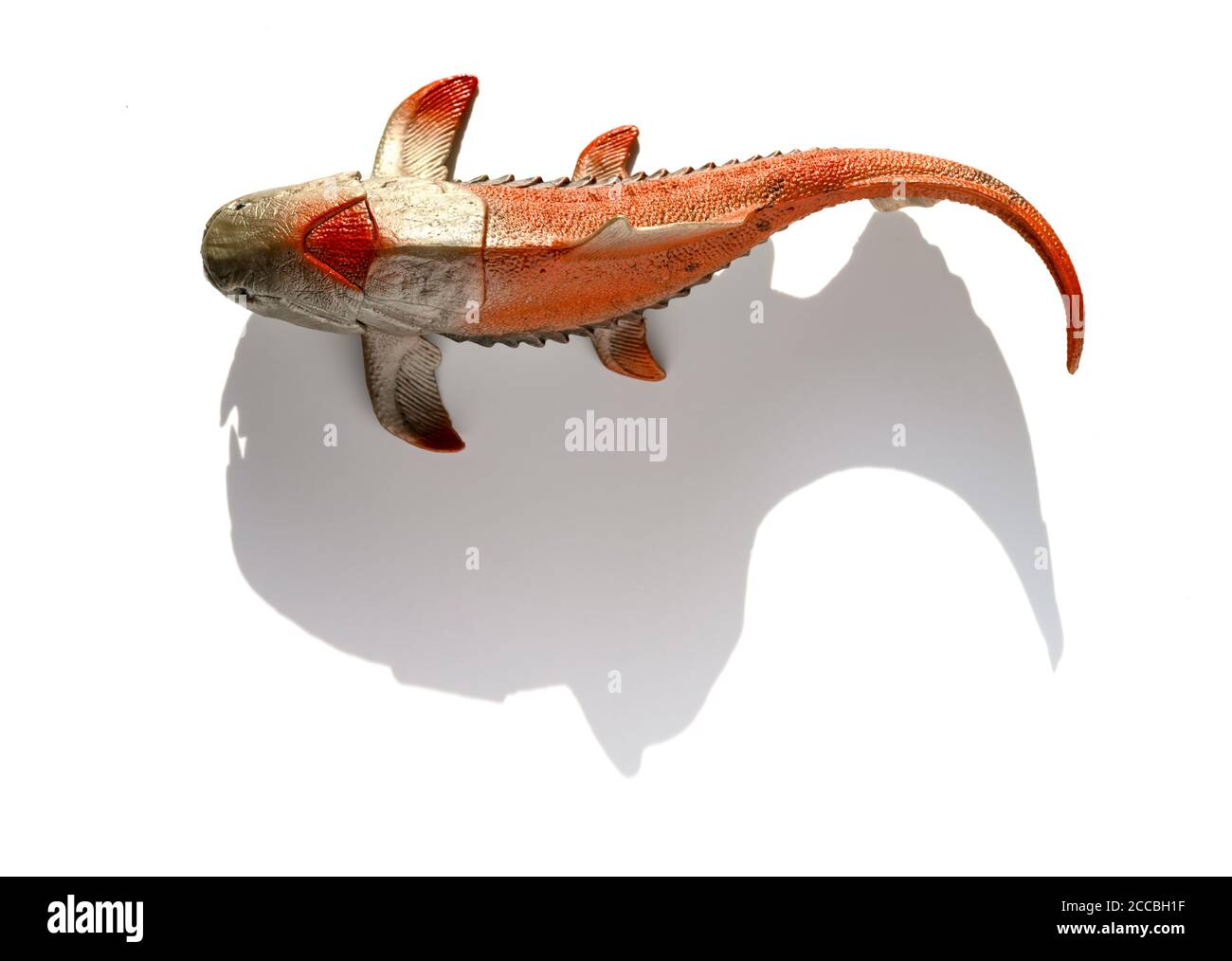 Dinichthys hi-res stock photography and images - Alamy