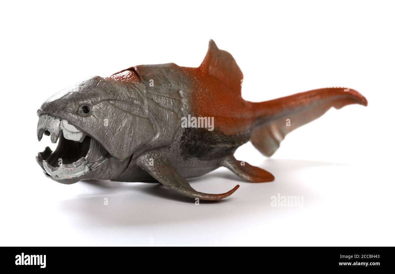 Dinichthys hi-res stock photography and images - Alamy