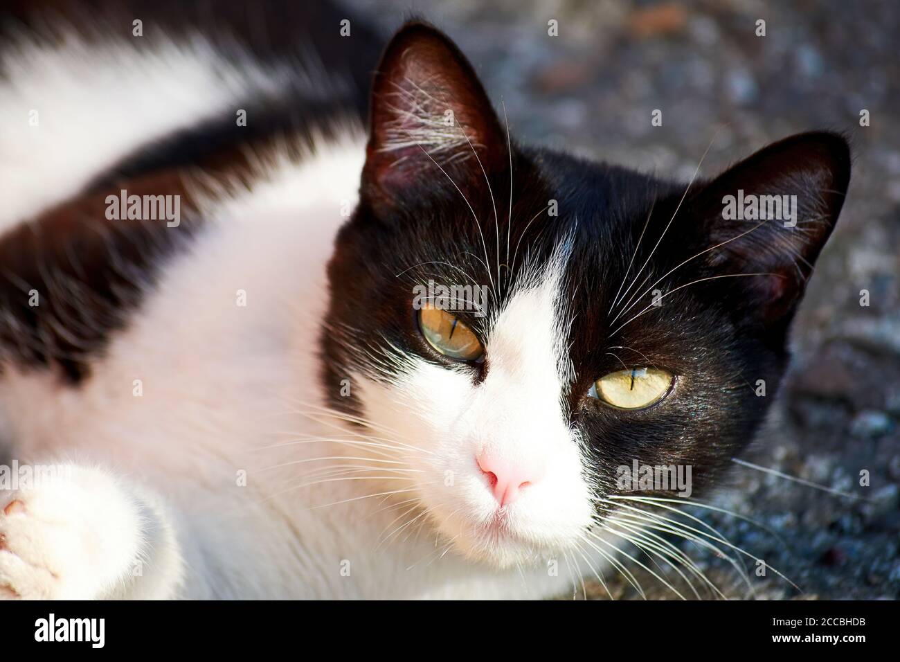 Small black and white striped cat licks and looks shyly. Domestic ...