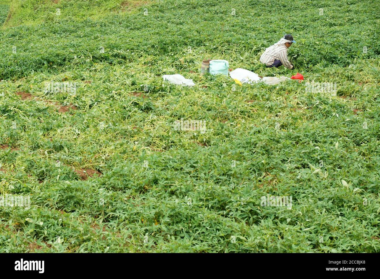 A woman harvesting yam, also knows as sweet potato, in Benguet ...