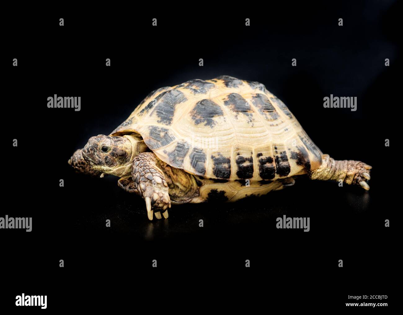 A tortoise on the black background Stock Photo - Alamy