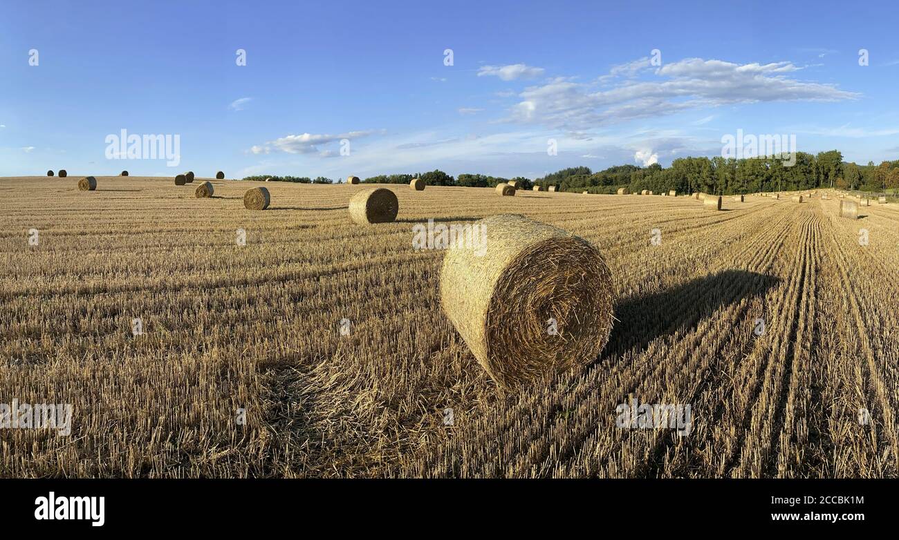 Harvest. Haystacks in the fields Stock Photo - Alamy