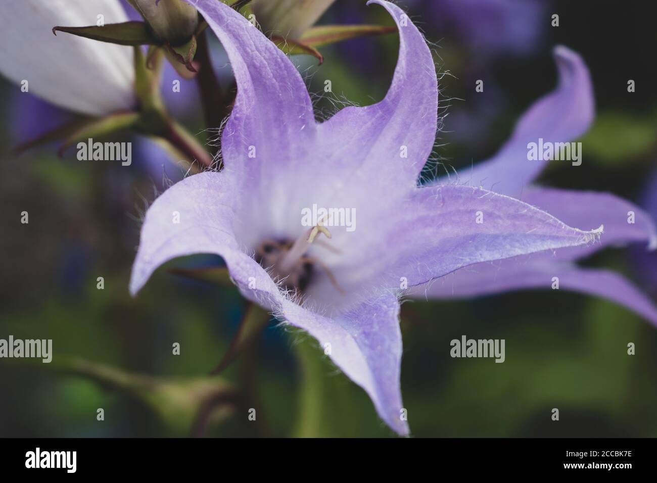 Campanula latifolia, the giant bellflower, is a species of bellflower ...