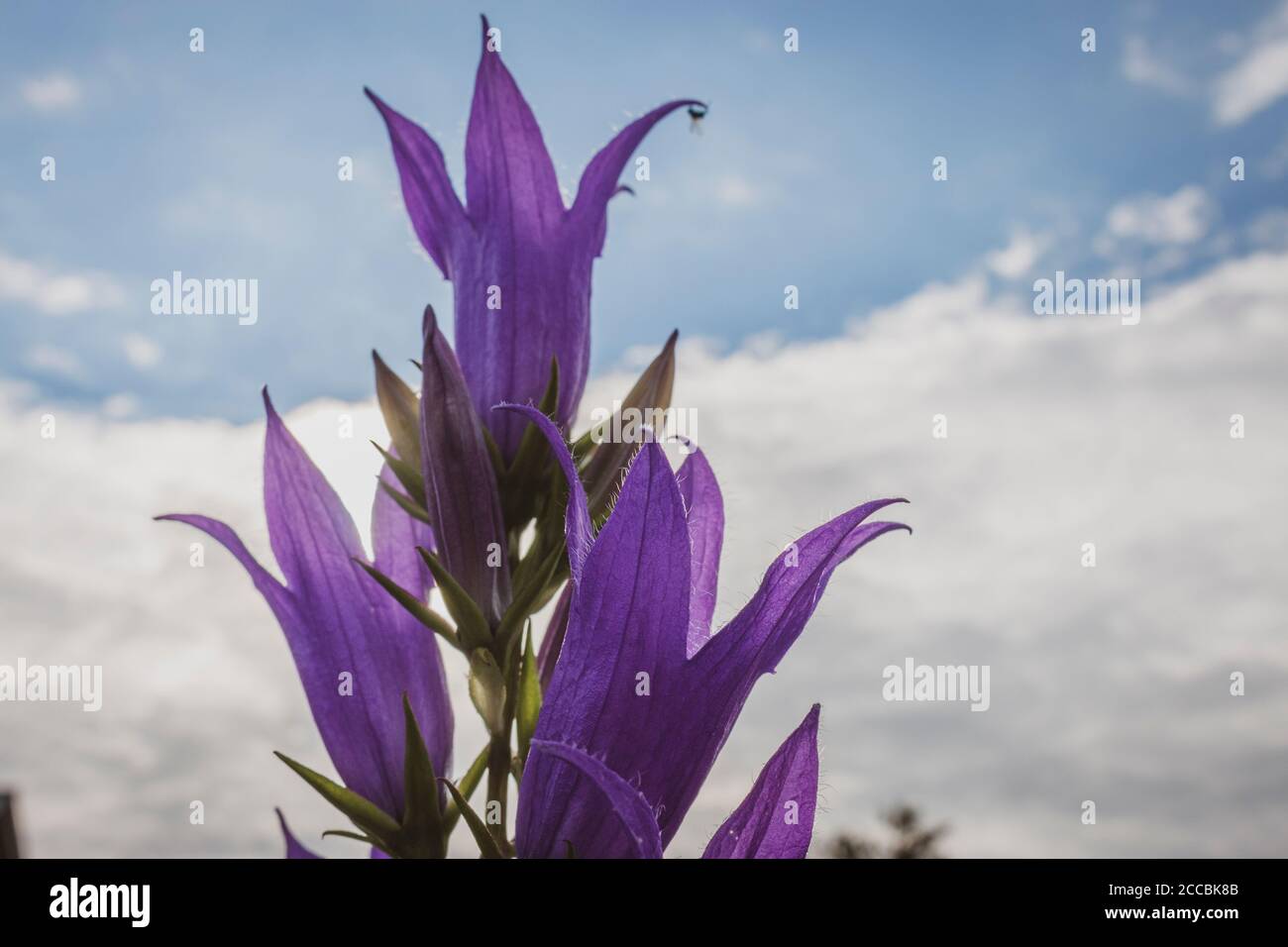 Campanula latifolia, the giant bellflower, is a species of bellflower ...