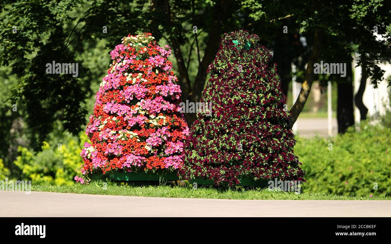 The city of Kedainiai in Lithuania is decorated with colorful flowers ...